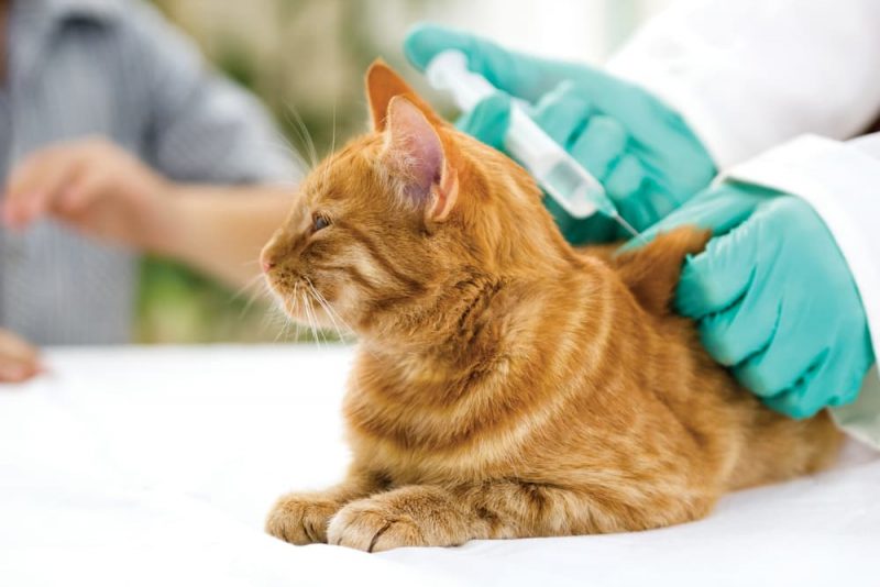 Insulin for Cats | Great Pet Care