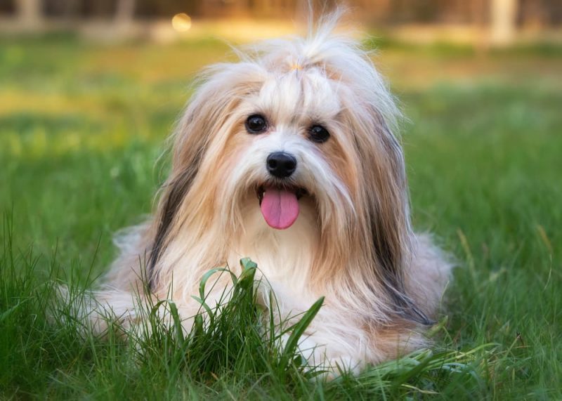 The Best Apartment-Friendly Dog Breeds | Great Pet Care