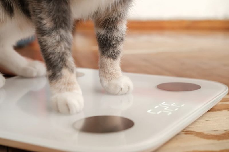 How Heavy Should My Cat Be? | Great Pet Care