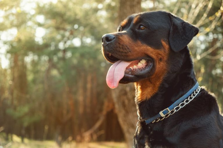Rottweiler Dog Personality Traits & Facts | Great Pet Care