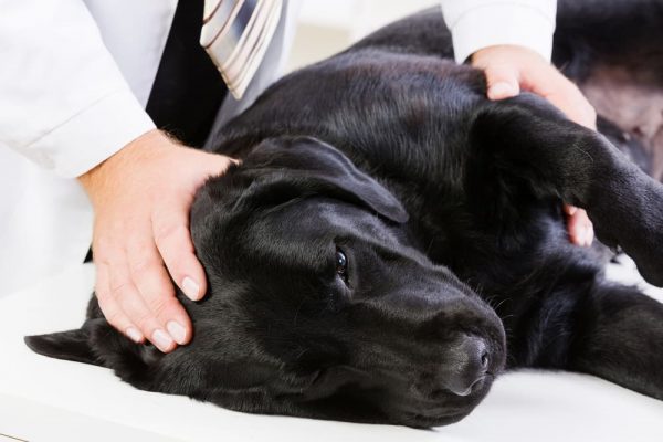 9 Toxins That Cause Seizures in Dogs | Great Pet Care