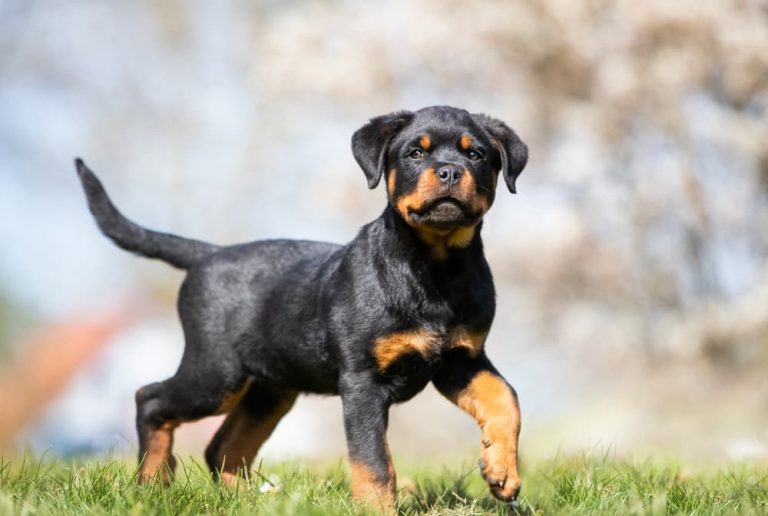 Rottweiler Dog Personality Traits & Facts | Great Pet Care