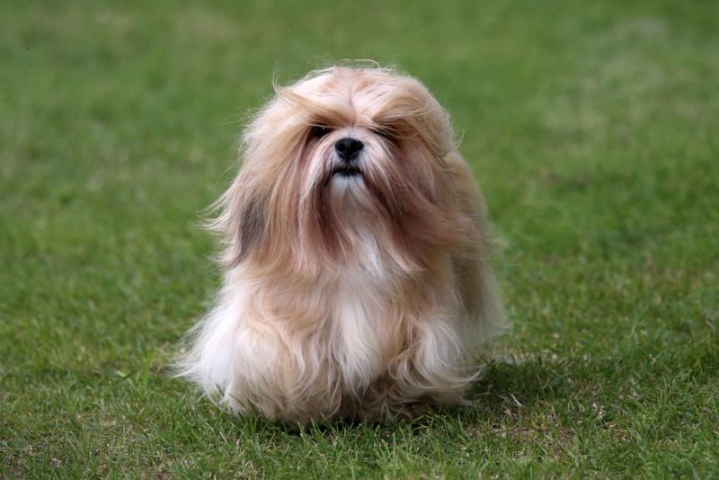 The Best Apartment-Friendly Dog Breeds | Great Pet Care