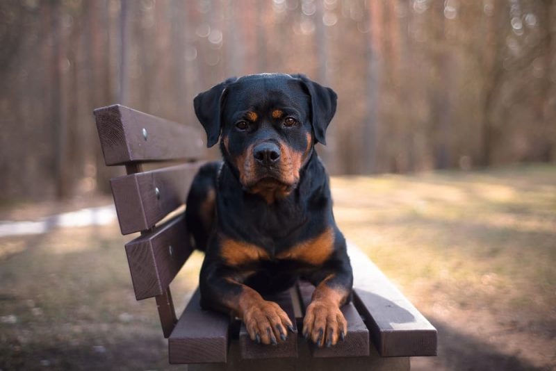 Rottweiler Dog Personality Traits & Facts | Great Pet Care