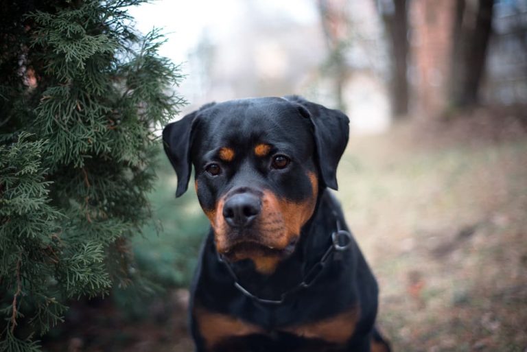 Rottweiler Dog Personality Traits & Facts | Great Pet Care