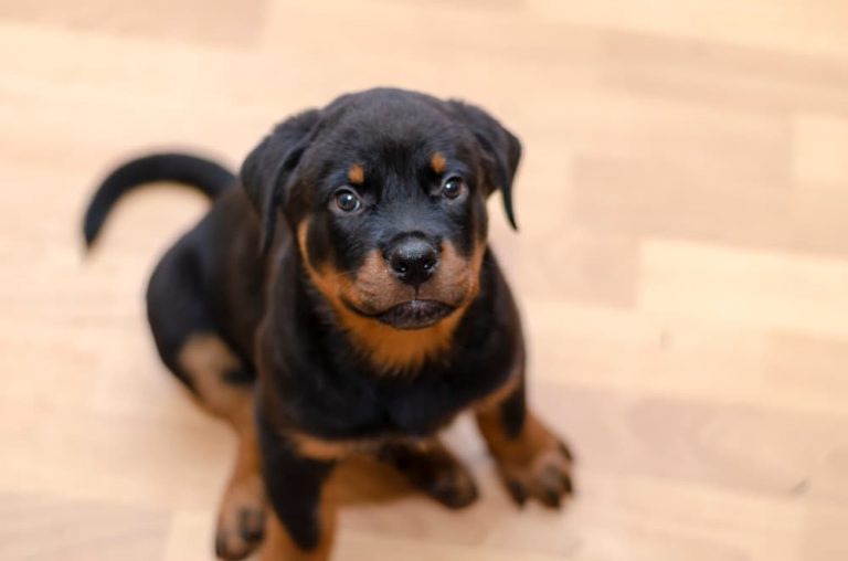 Rottweiler Dog Personality Traits & Facts | Great Pet Care