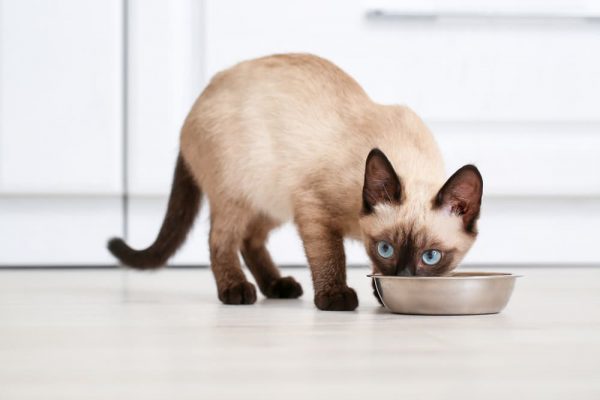 Diabetes in Cats Treatment Plan: What to Expect | Great Pet Care