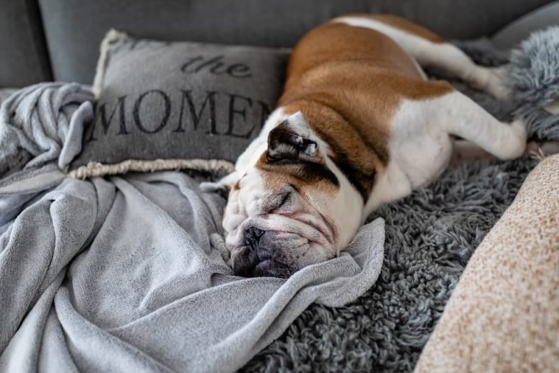 The Best Apartment-Friendly Dog Breeds | Great Pet Care