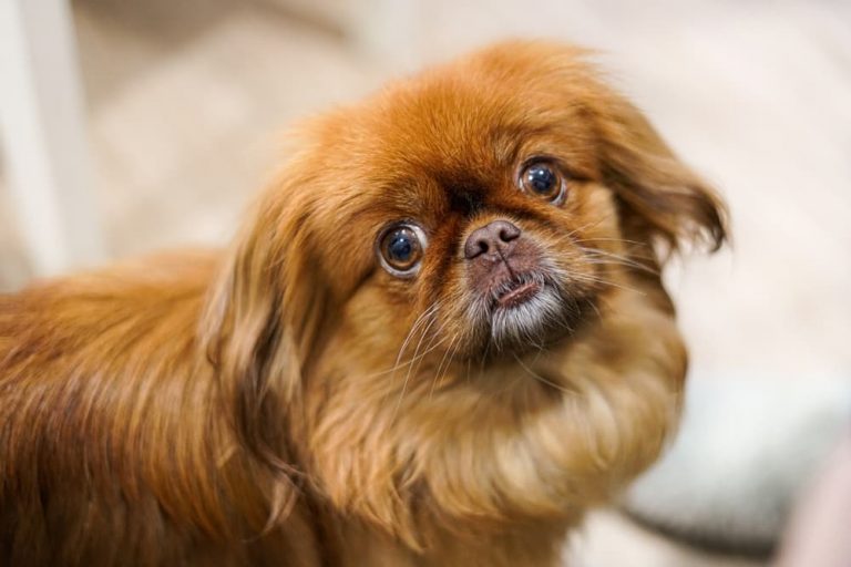 12 of the Loafiest Couch Potato Dog Breeds | Great Pet Care