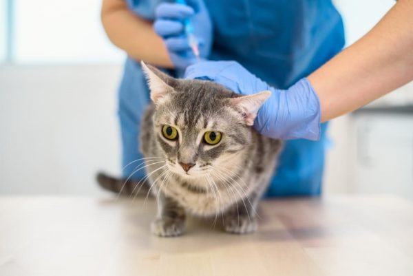 Diabetes in Cats Treatment Plan: What to Expect | Great Pet Care