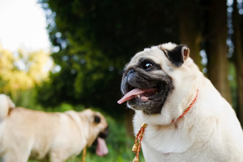 Dog Obesity: Risks, Signs and Solutions | Great Pet Care