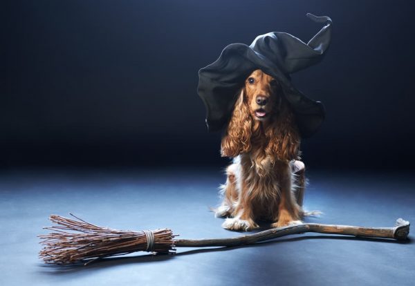 134 Scary Dog Names for Fright-Loving Pups | Great Pet Care