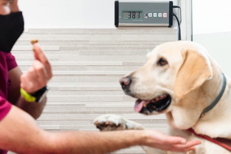 Dog Obesity: Risks, Signs and Solutions | Great Pet Care