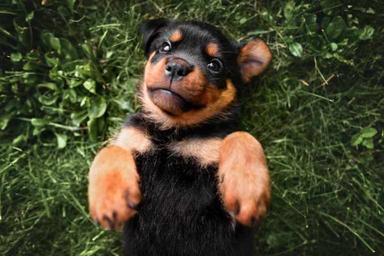 Rottweiler Dog Personality Traits & Facts | Great Pet Care