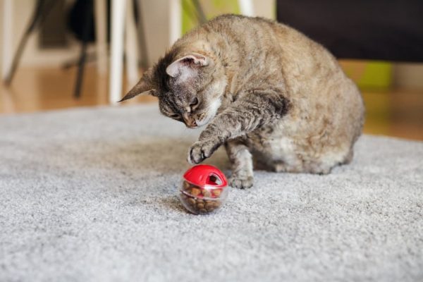 How Heavy Should My Cat Be? | Great Pet Care