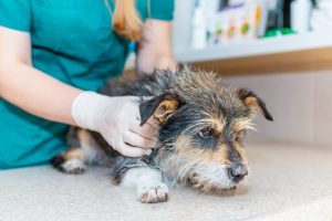 7 Signs of Diabetes in Dogs | Great Pet Care