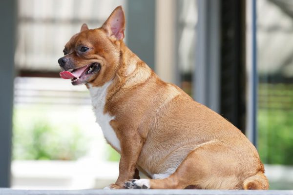 Dog Obesity: Risks, Signs and Solutions | Great Pet Care