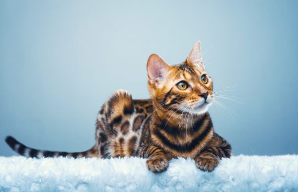 Bengal Cat Personality Traits & Facts | Great Pet Care