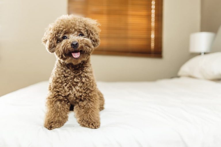 The Best Apartment-Friendly Dog Breeds | Great Pet Care