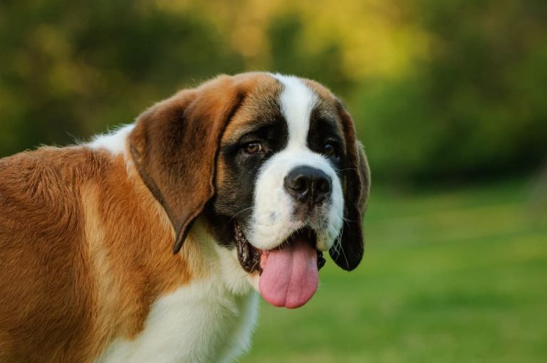 Saint Bernard Personality Traits & Facts | Great Pet Care
