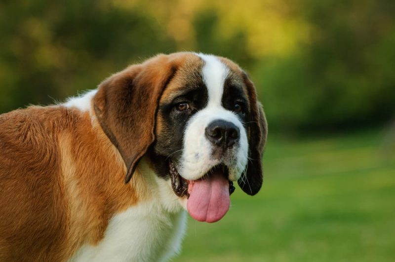 Saint Bernard Personality Traits & Facts | Great Pet Care