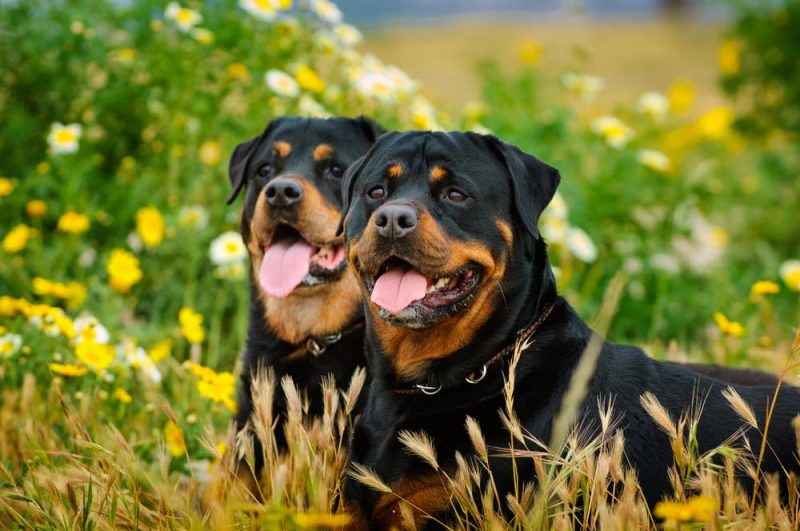 Rottweiler Dog Personality Traits & Facts | Great Pet Care