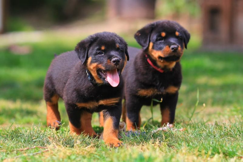 Rottweiler Dog Personality Traits & Facts | Great Pet Care