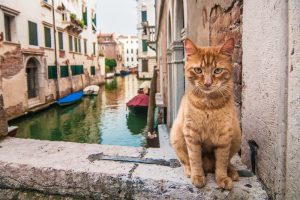 100+ Italian Cat Names That Are Bellisimo | Great Pet Care