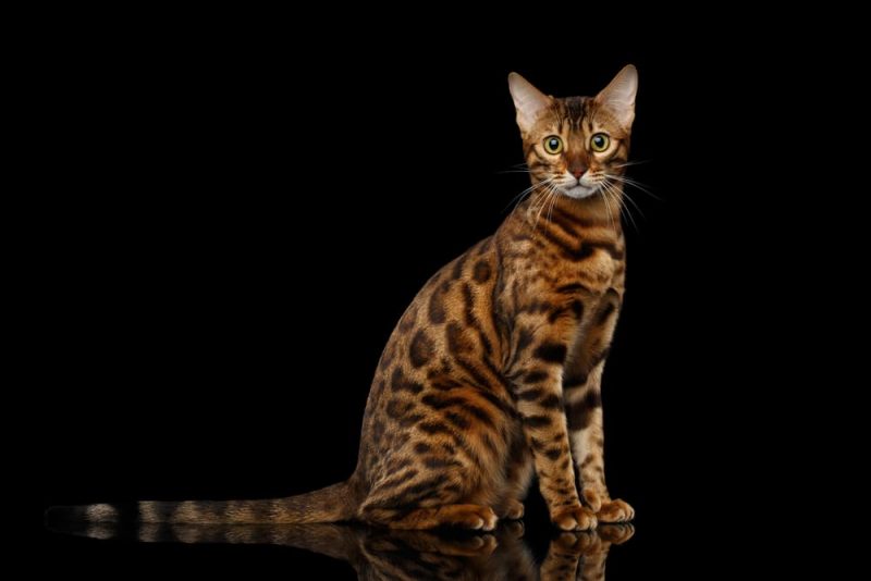 Bengal Cat Personality Traits & Facts | Great Pet Care
