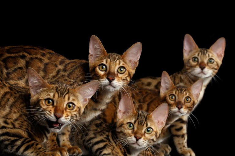 Bengal Cat Personality Traits & Facts | Great Pet Care