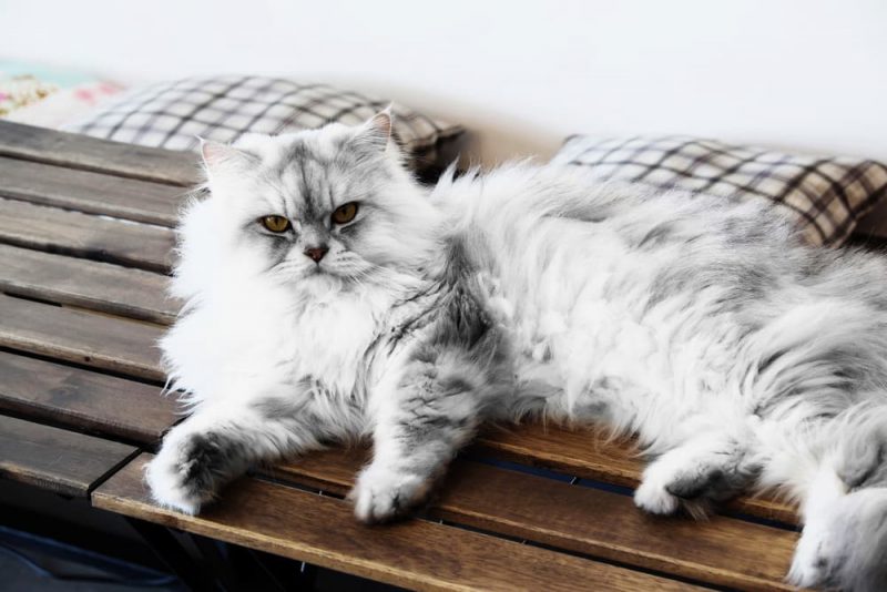 How Heavy Should My Cat Be? | Great Pet Care