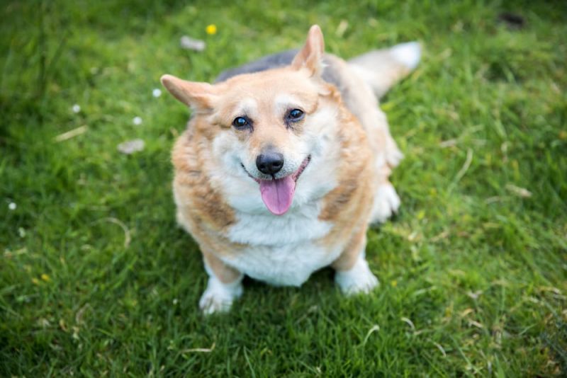 Dog Obesity: Risks, Signs and Solutions | Great Pet Care