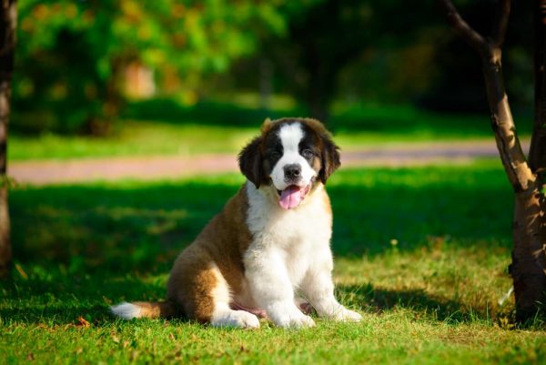Saint Bernard Personality Traits & Facts | Great Pet Care