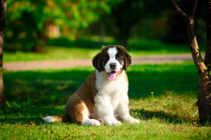 Saint Bernard Personality Traits & Facts | Great Pet Care