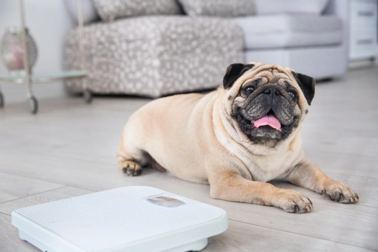 Dog Obesity: Risks, Signs and Solutions | Great Pet Care