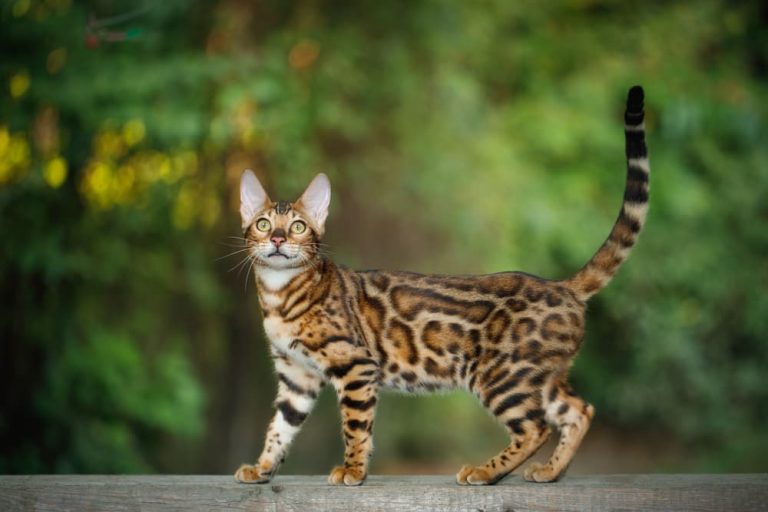 Bengal Cat Personality Traits & Facts | Great Pet Care