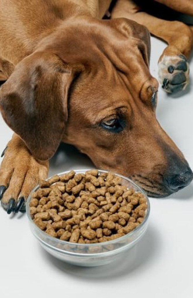 Ant Bites on Dogs: How to Identify and Treat Them | Great Pet Care