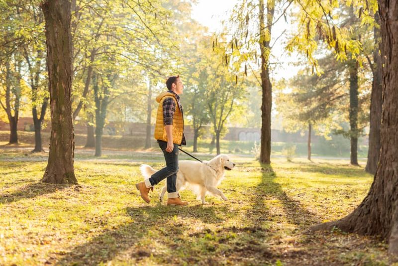 7 Dog Walking Mistakes You Might Be Making | Great Pet Care