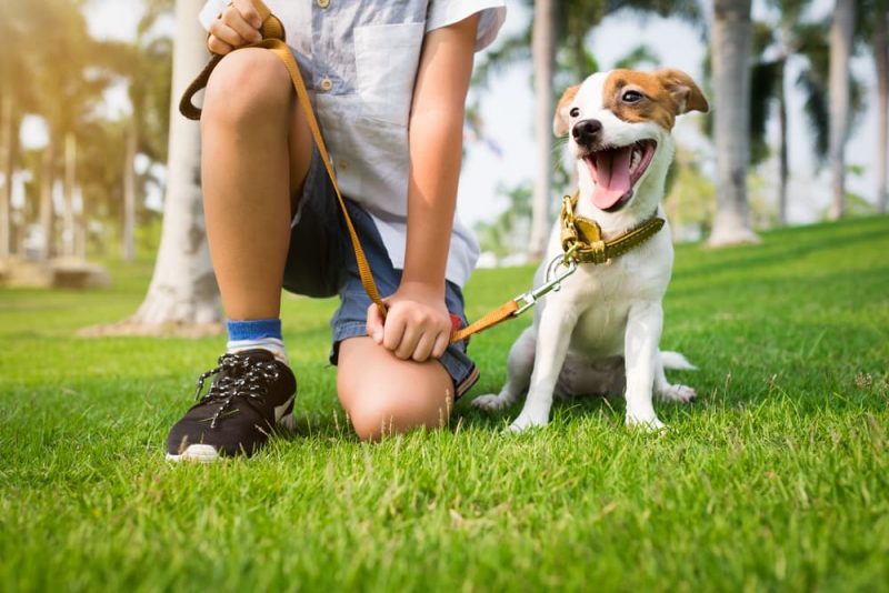 7 Dog Walking Mistakes You Might Be Making | Great Pet Care
