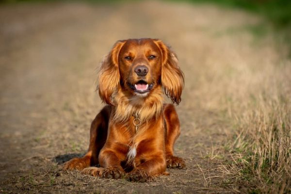 5 Best Probiotics for Dogs According to Vets | Great Pet Care