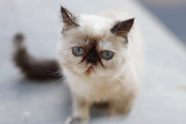 10 Warning Signs Your Cat Is Crying for Help | Great Pet Care