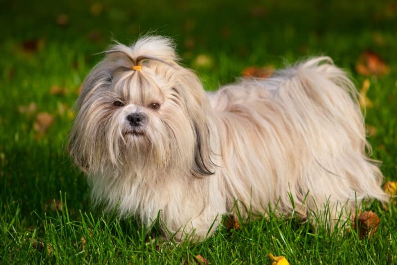 Shih Tzu Dog Personality Traits & Facts | Great Pet Care
