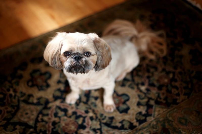 9 Designer Poo Dog Breeds | Great Pet Care