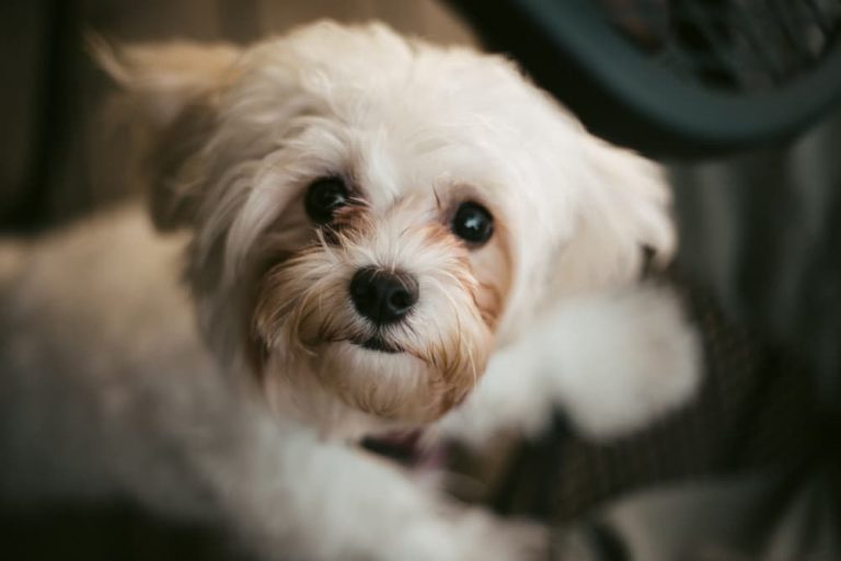 9 Designer Poo Dog Breeds | Great Pet Care