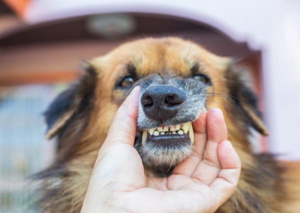Rotten Dog Teeth: Causes, Signs, and What to Do | Great Pet Care