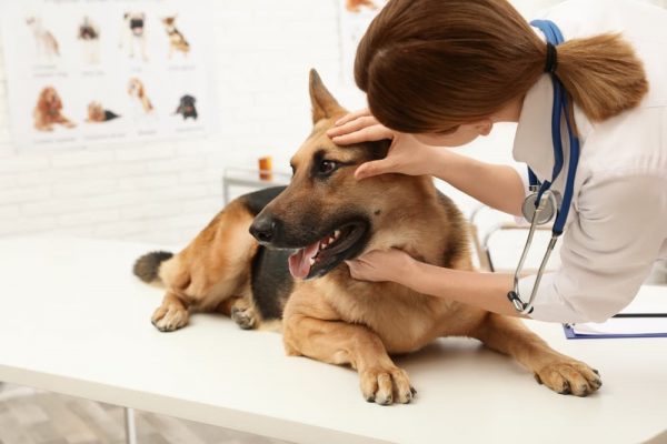 Dog Skin Cancer: Types, Signs, and Treatment | Great Pet Care