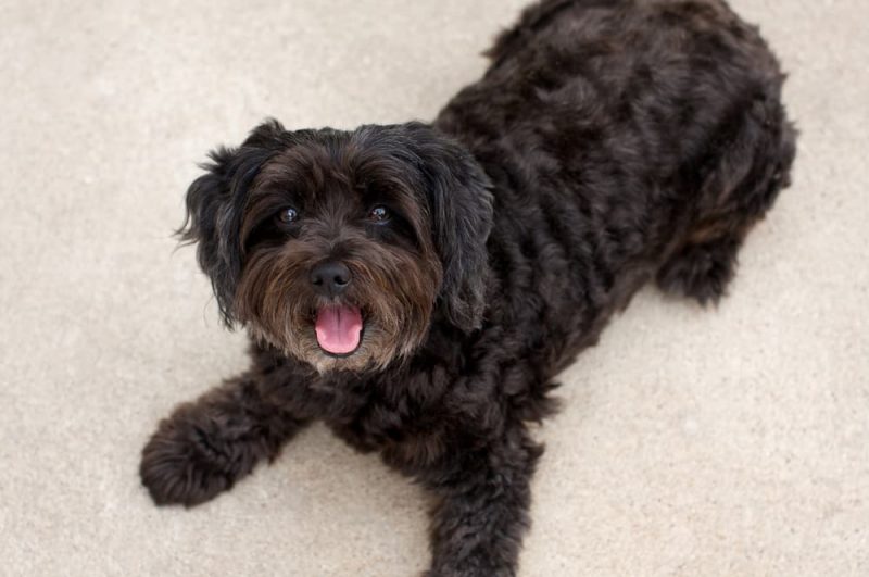 Schnoodle Dog Personality Traits & Facts | Great Pet Care