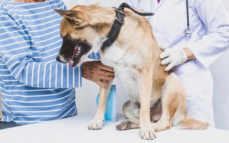 Signs of Cancer in Dogs | Great Pet Care