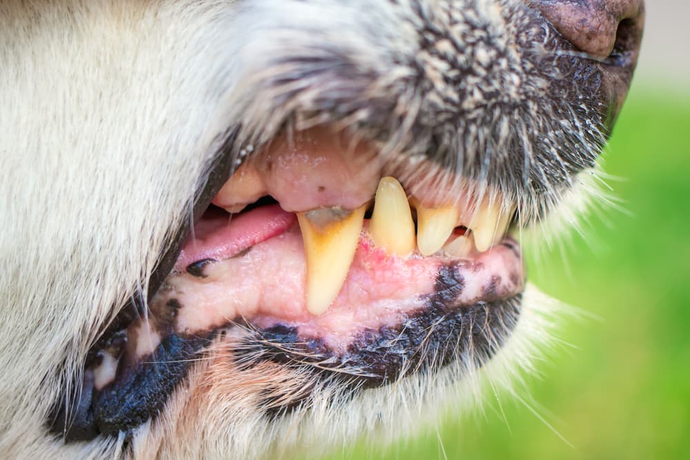 Rotten Dog Teeth Causes Signs And What To Do Great Pet Care Rotten Dog Teeth Causes Signs And What To Do Great Pet Care