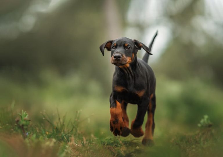 Doberman Pinscher Personality Traits & Facts | Great Pet Care